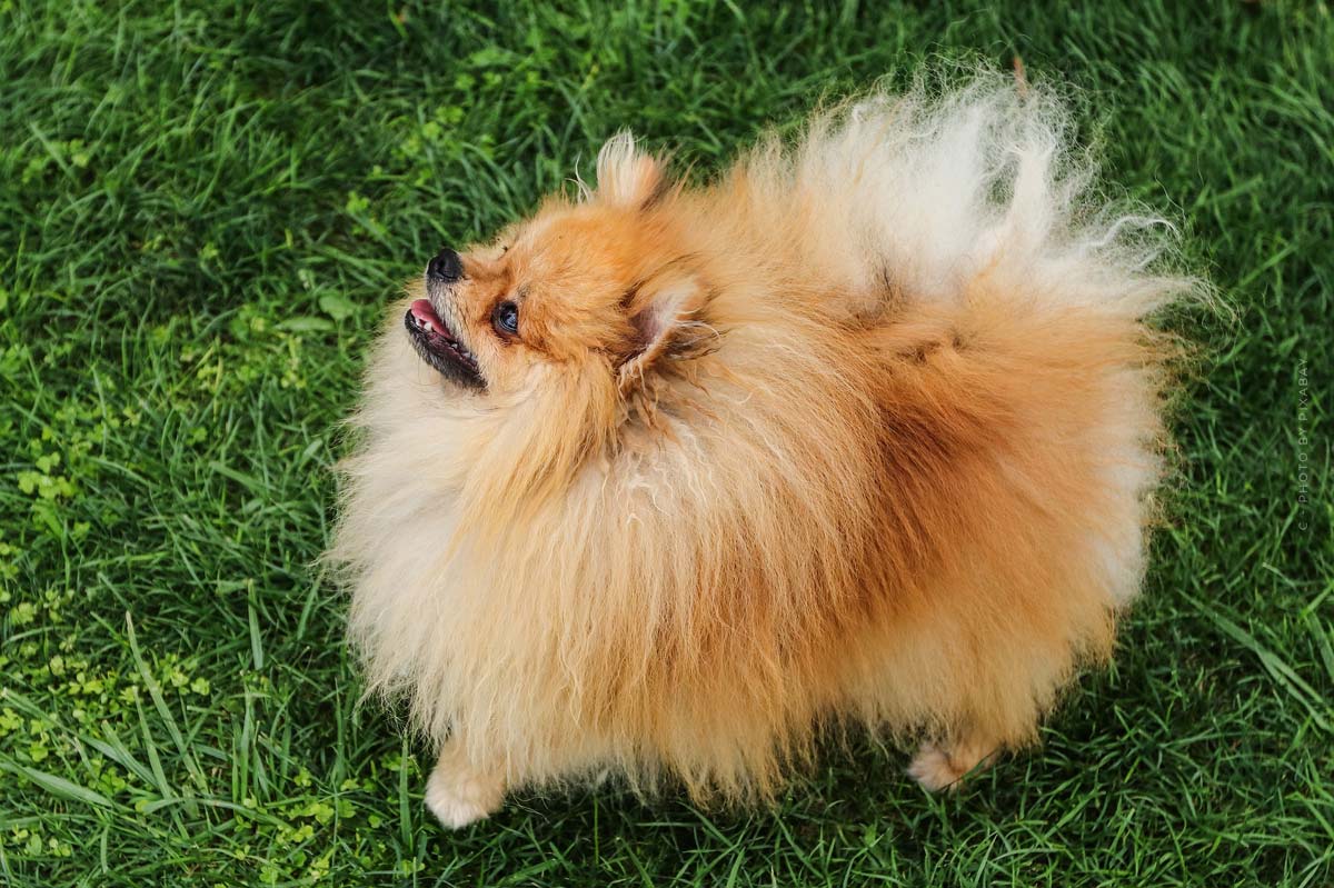 Pomeranian / Miniature Spitz: cost, care, hair, size, weight ...